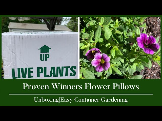 Proven Winners Flower Pillows | Best Flower Site