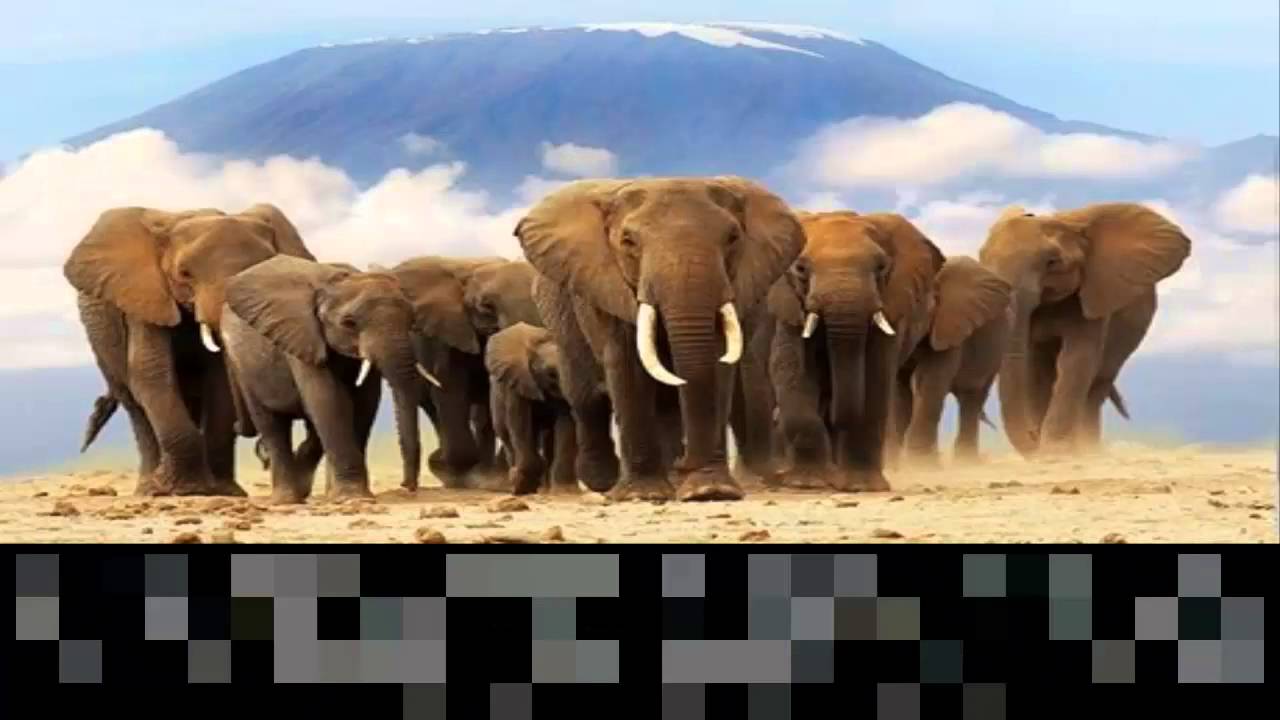 smartest and cleverest animals in world - YouTube