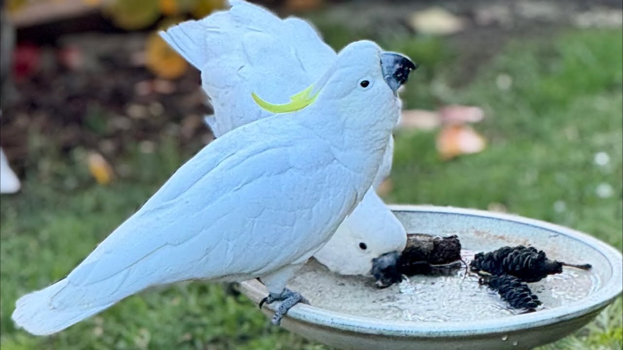 Feeding Wild Australian Cockatoos | Winter 🥶 Animal Special 🪽 - YouTube
