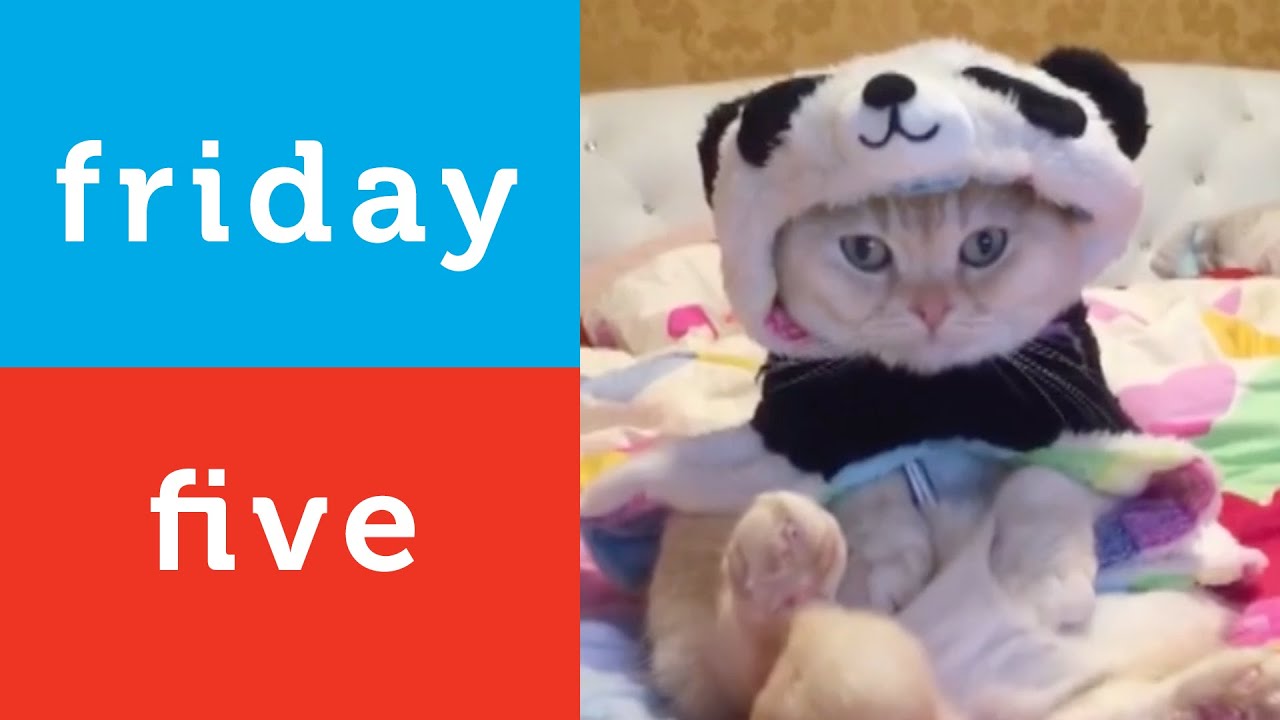 Goat Dressed as Elsa and More - Halloween Compilation (Petco Friday 5 ...