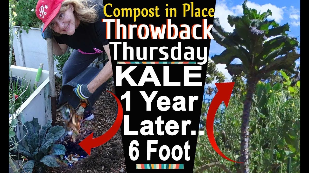 EASY No Turn Compost in Place in Garden By Dazzling Blue Kale Grows 6 ...