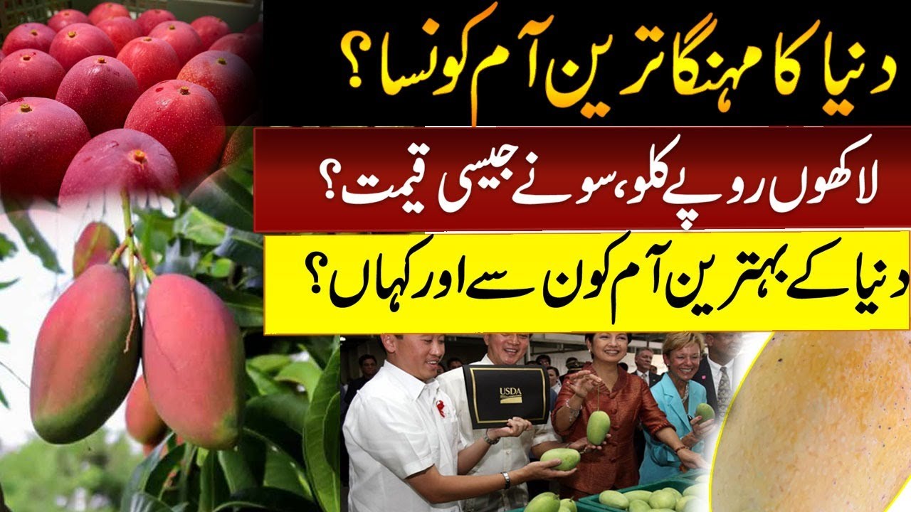 SUPER MANGO 1 | WHY MIYAZAKI IS EXTREMELY EXPENSIVE | COSTLIEST MANGOES ...