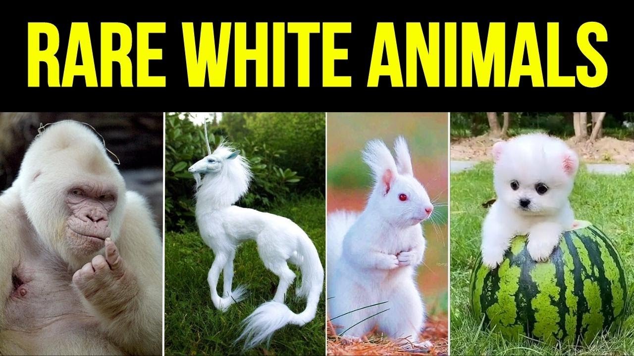 Top 10 Most Beautiful White Animals You Didn't See Before 😲 - Top 10 ...