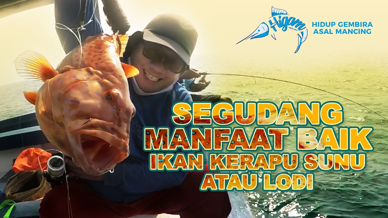 SEGUDANG MANFAAT IKAN KERAPU LODI - DARI KHASIAT SAMPAI KOMODITI EKSPOR ...