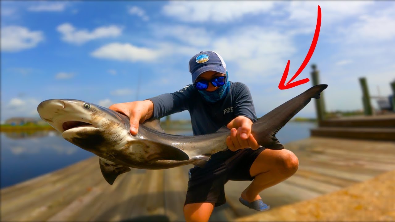 Catching Baby Bull Sharks In SaltWater Canal! - YouTube
