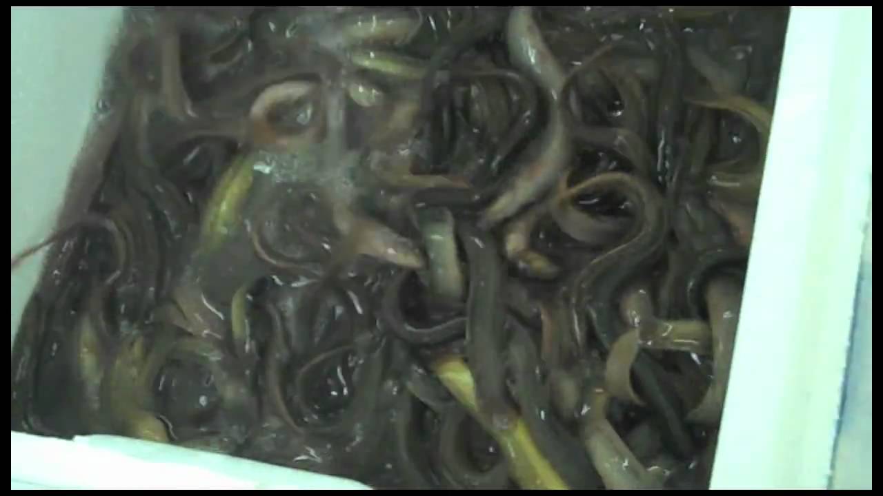 Loaches Jumping in Korea Town - YouTube