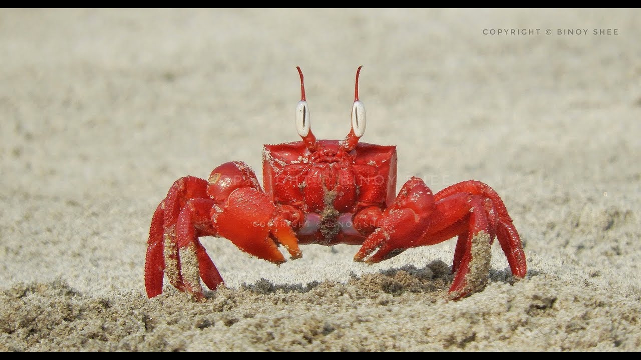 RED GHOST CRAB || BURROW MAKING || - YouTube