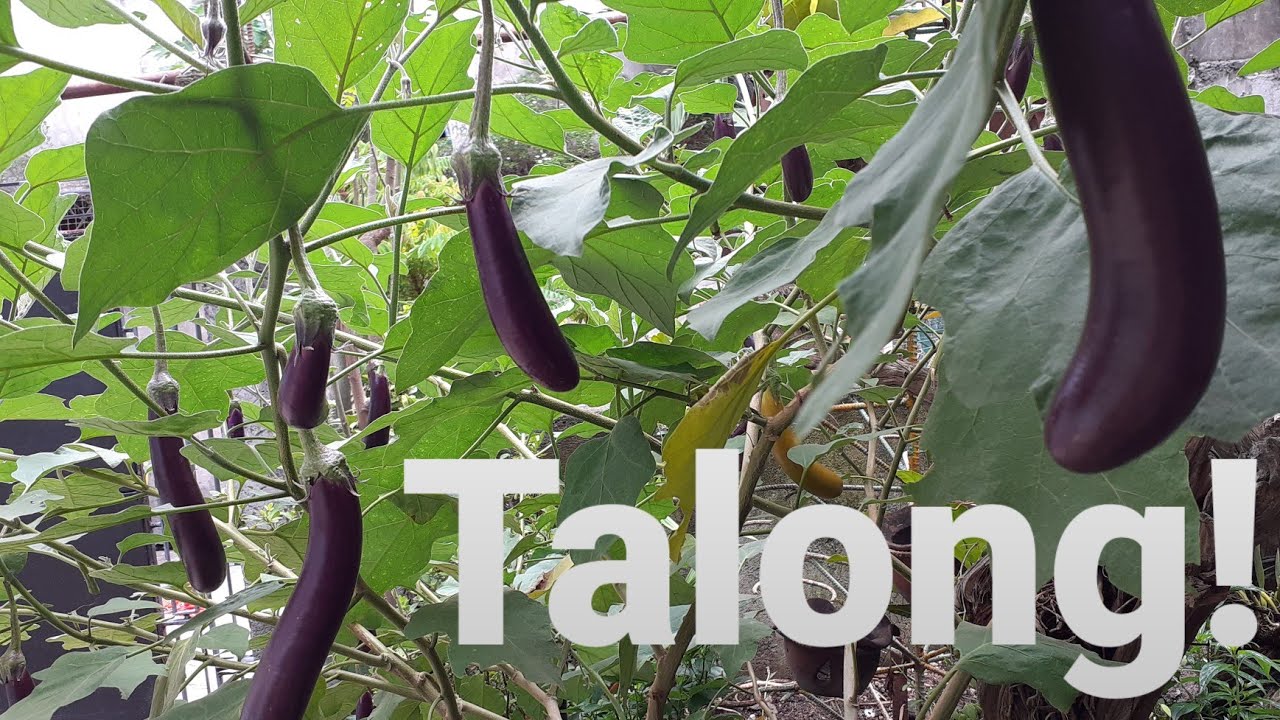 Ang aming puno ng talong - YouTube