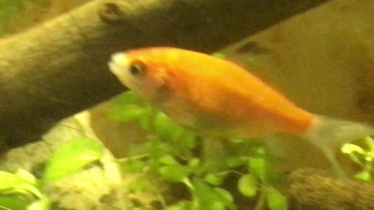 how to care for goldfish- basic care guide to common goldfish - YouTube