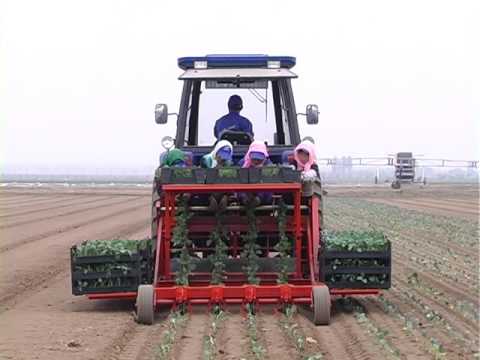 2ZB series tractor mounted vegetable trans-planter - YouTube