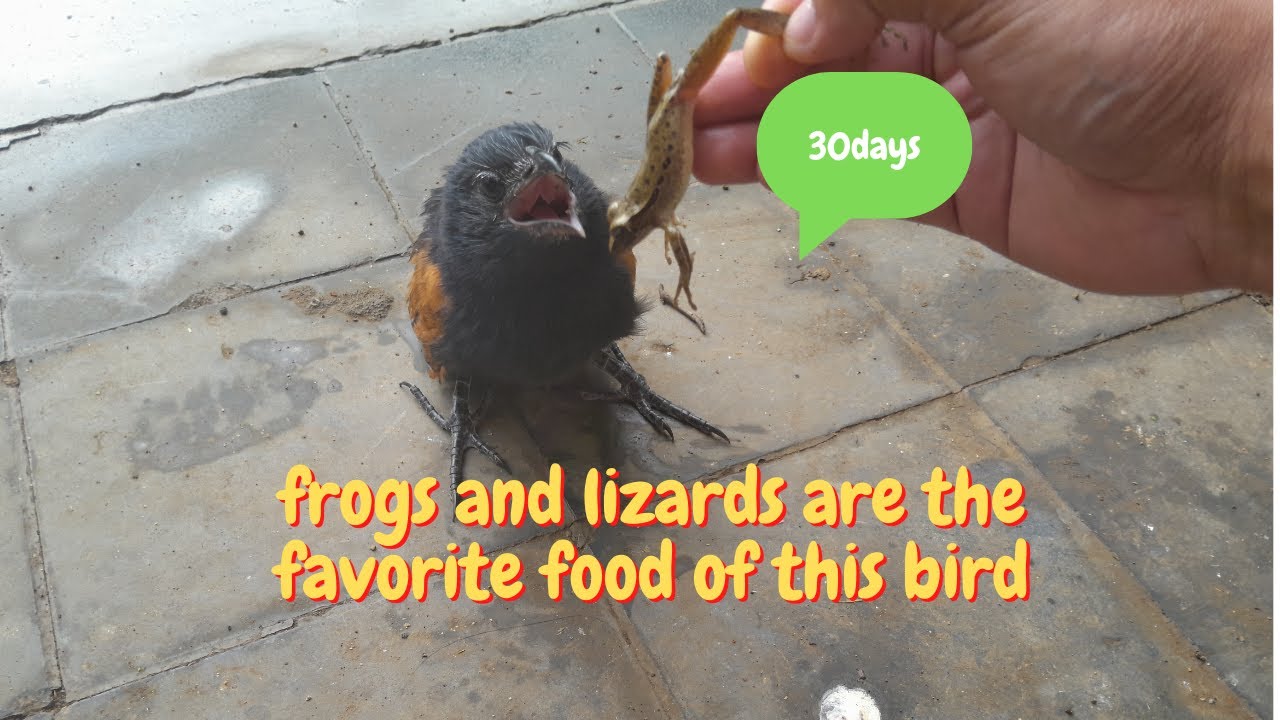 frogs and lizards are the favorite food of this bird - YouTube