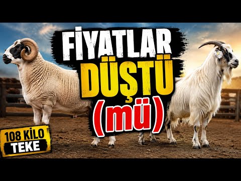 CANLI HAYVAN PAZARI KÜÇÜKBAŞ HAYVAN FİYATLARI SATIŞ VAR MI PİYASA ÇÖKTÜ MÜ? #hayvanpazari #küçükbaş