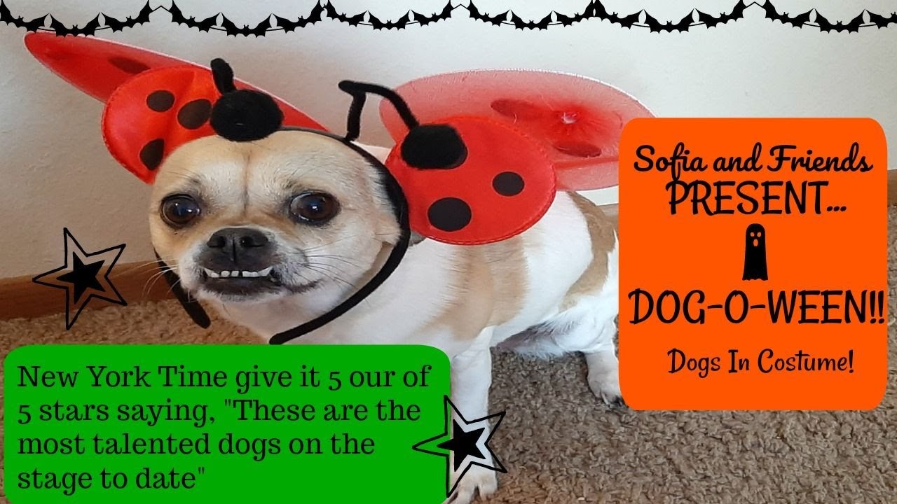 Presenting: Dog-O-Ween: Dogs In Costumes! - YouTube