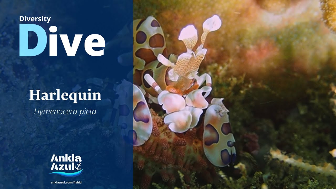 Harlequin shrimp | Ankla Azul - YouTube