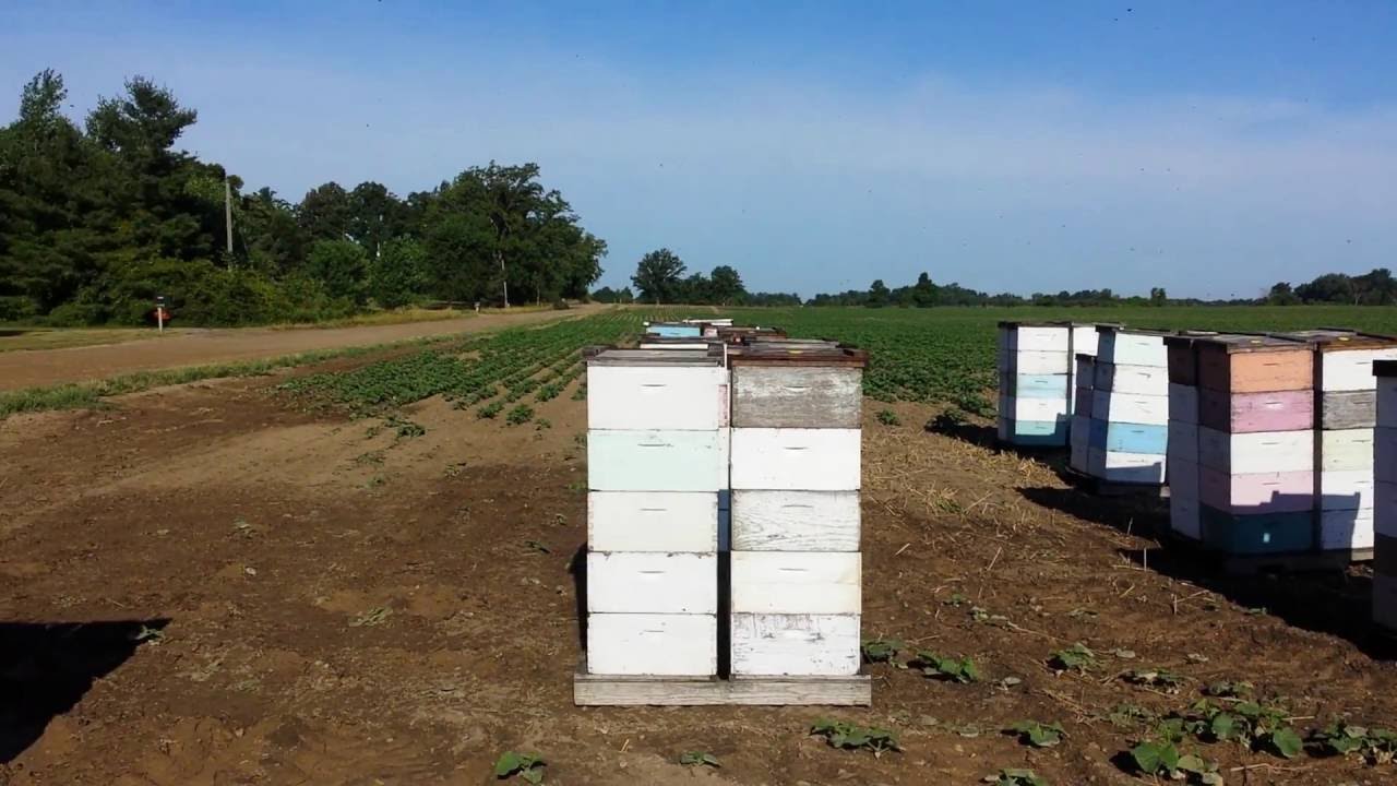 Honey bee pollinator contract hives - YouTube