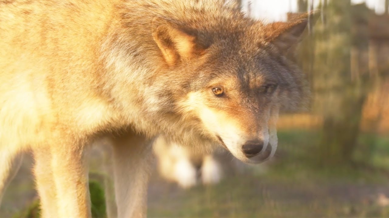 Time Immemorial (Official Video) - YouTube