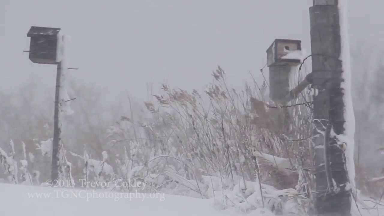Intense Wet and Heavy Snow During Late April Snowstorm *Minnesota April ...