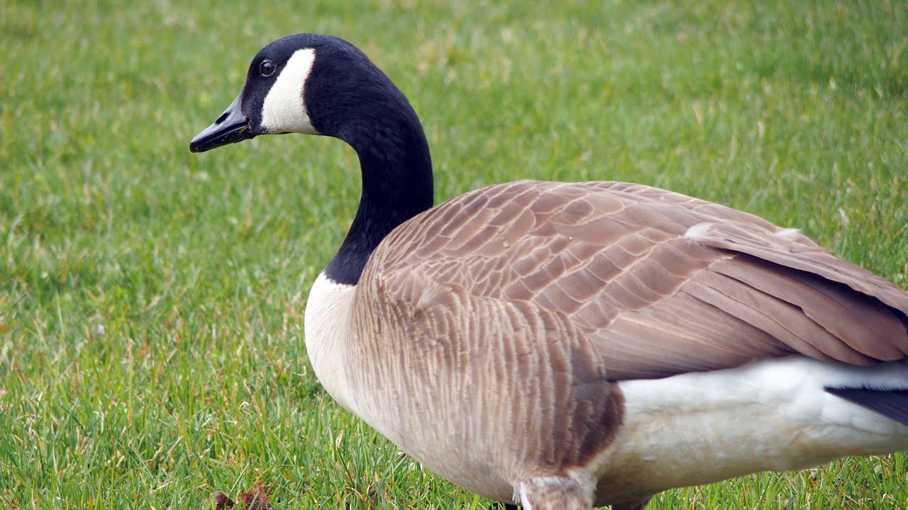 Dempsey Park - The Mystery of the Missing Goose - YouTube