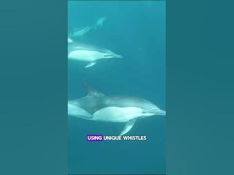 The Secret Language of Dolphins: How They Communicate #shorts # ...