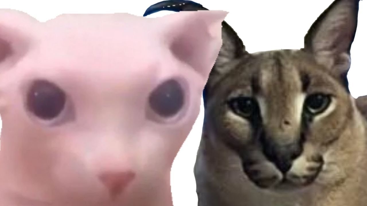 bingus vs big floppa - YouTube