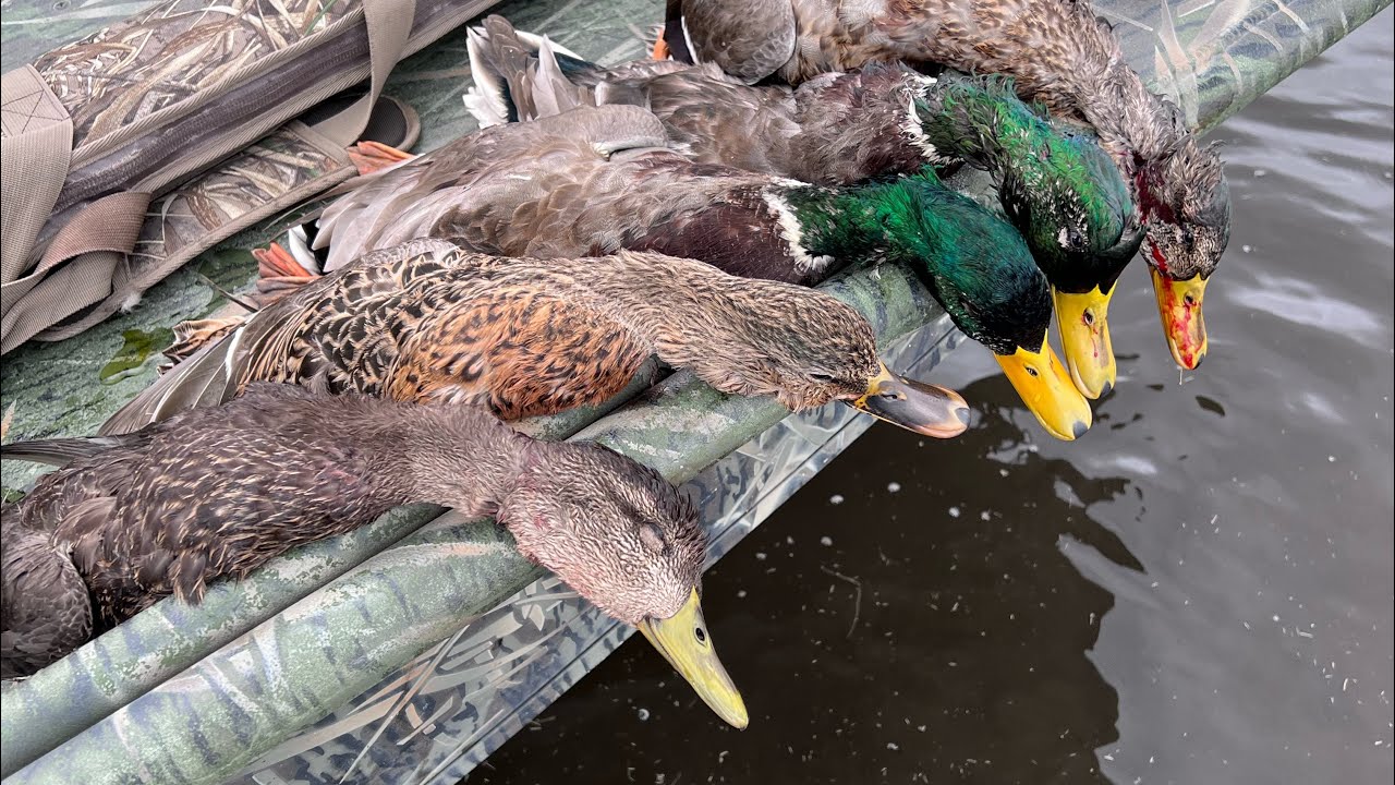 #duck hunting #mallard Hunting #3 for 3 - YouTube