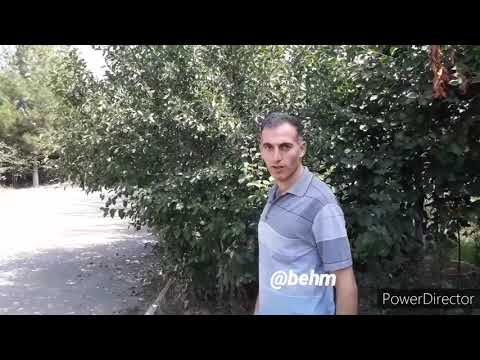 Behmen Agdamli - Neçə yaşın var? prikol #prikol #vine #tiktok2021 #gulmeli #camedyxana