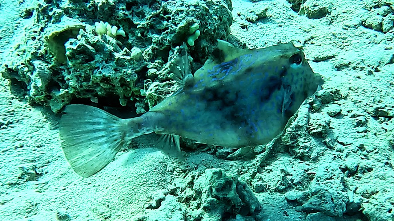 Perfectly camouflaged Humpback turretfish (Tetrosomus gibbosus) camel ...
