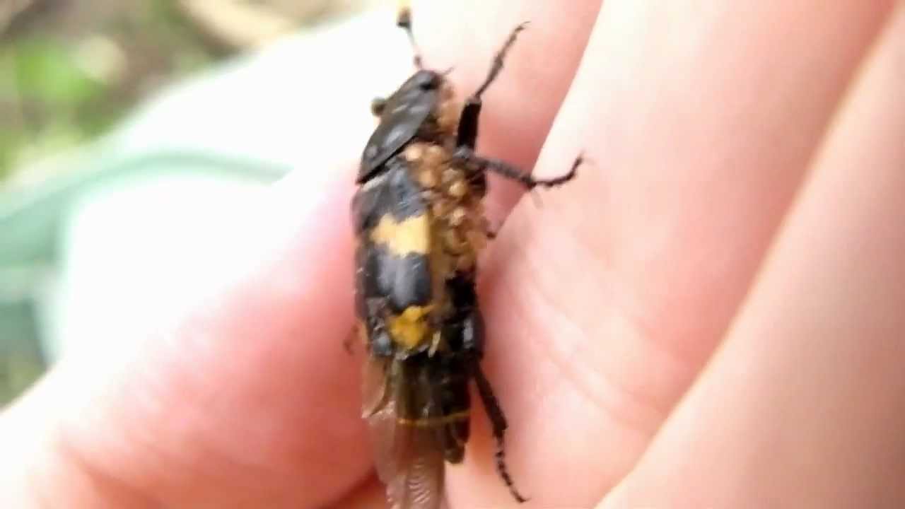 Sexton Beetle or Burying Beetle with Gamasid Mites (Nicrophorus ...