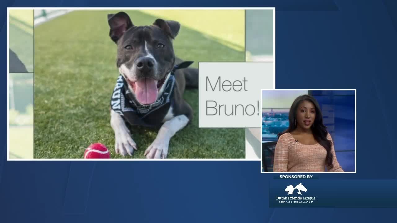 Denver Dumb Friends League Meet Bruno - YouTube