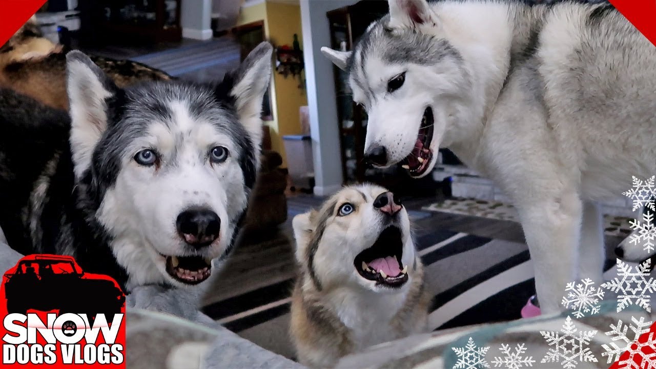 Howling Huskies and our Friends went Home - YouTube