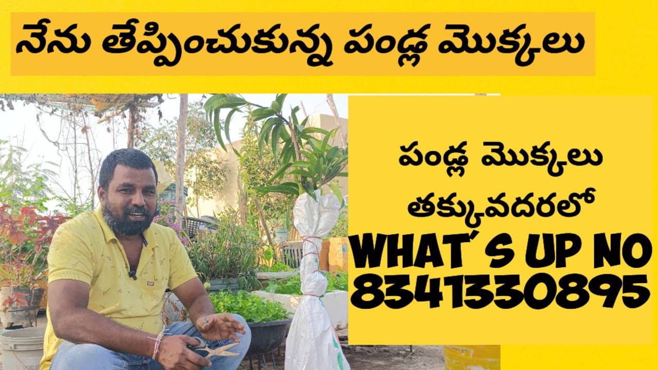 మీకు grafted పండ్ల మొక్కలు కావాలా, grafted fruit plants for online ...