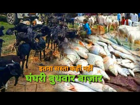Cheapest animal market in jharkhand | sasta janwar bazaar | ghanghri ...