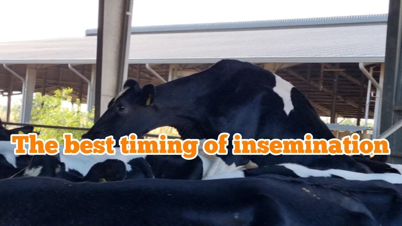 The best timing of insemination Cattle - YouTube