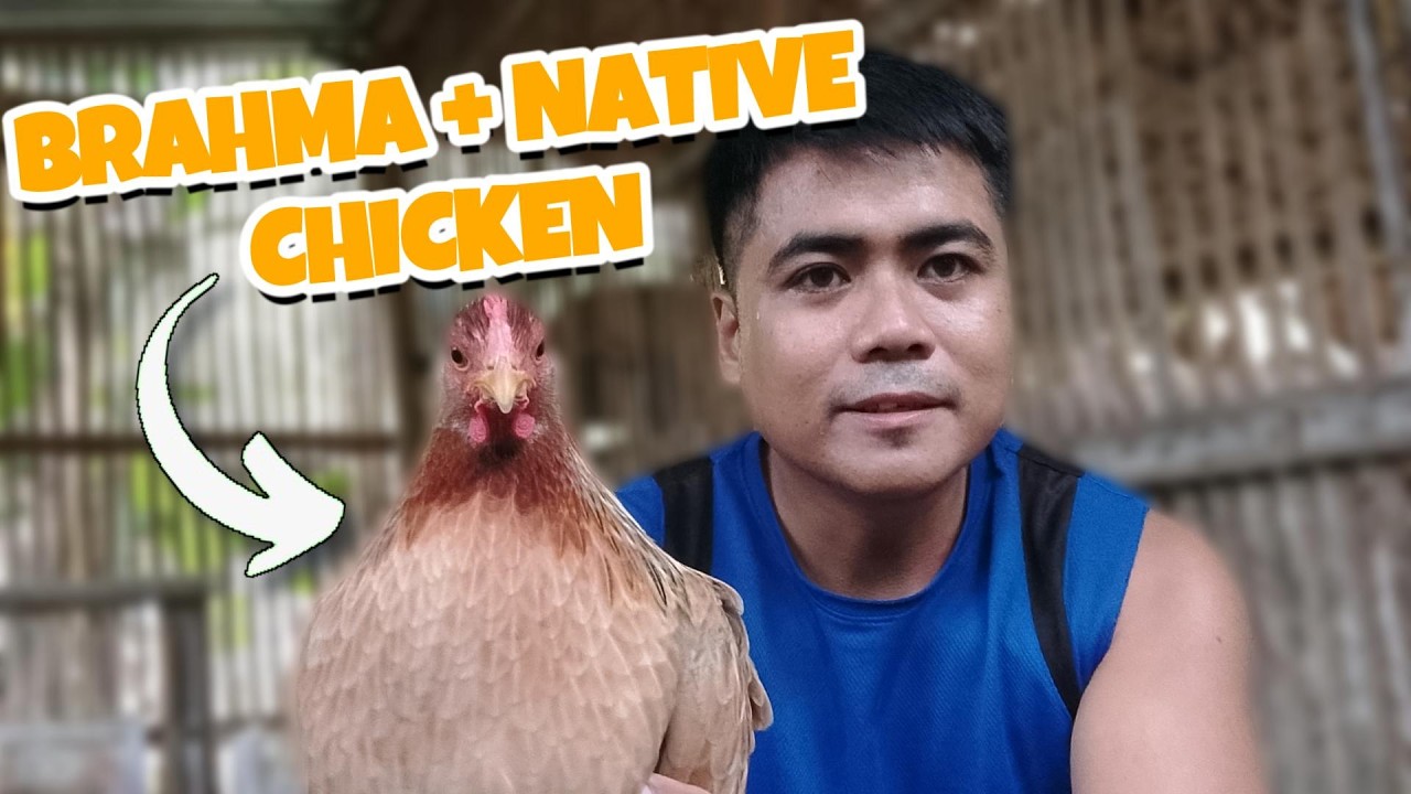 GANITO PALA ANG ITSURA NG CROSSBREED NA BRAHMA AT NATIVE NA MANOK # ...