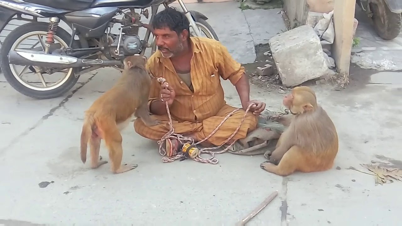 Monkey Drama Show In India's Street - YouTube