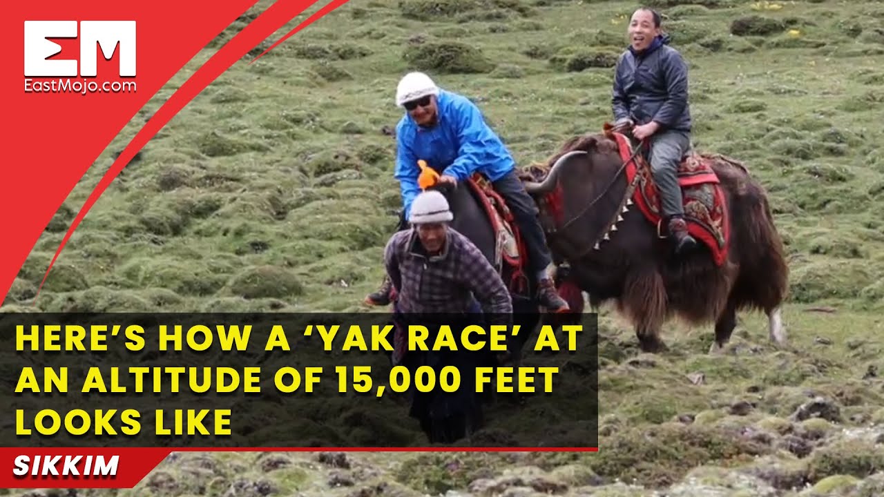 Watch: Yak race at 15,000 feet in Sikkim's Lashar Valley - YouTube