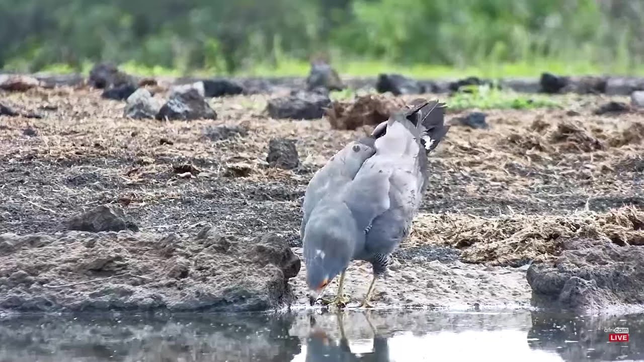 African Harrier-hawk (aka Gymnogene) at the waterhole.Ol Donyo: Jan 3 ...