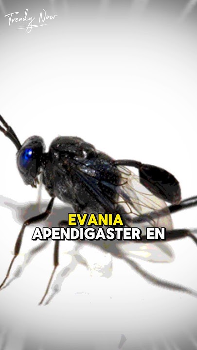 La Avispa Negra Que Salva Tu Hogar: El Increíble Secreto de la Evania appendigaster #viralvideo ...