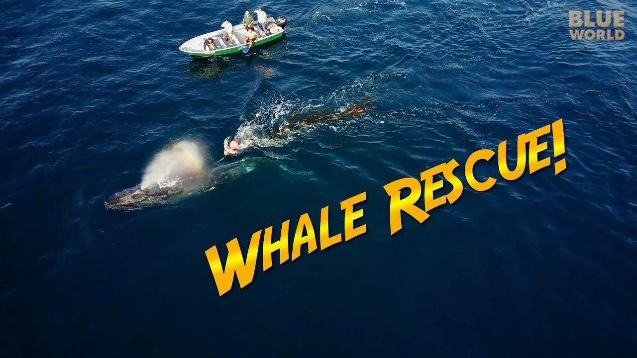 Humpback Whale Rescue! | JONATHAN BIRD'S BLUE WORLD - YouTube