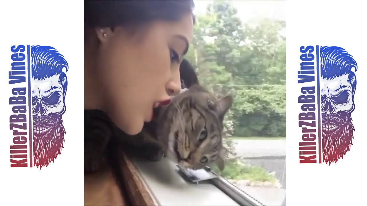 Funny Animals Vines Compilation 2022 | FailArmy - YouTube