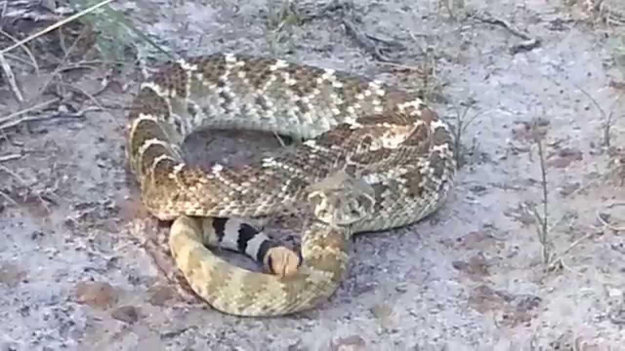 Rattler on the CCC trail in Palo Duro Canyon - YouTube