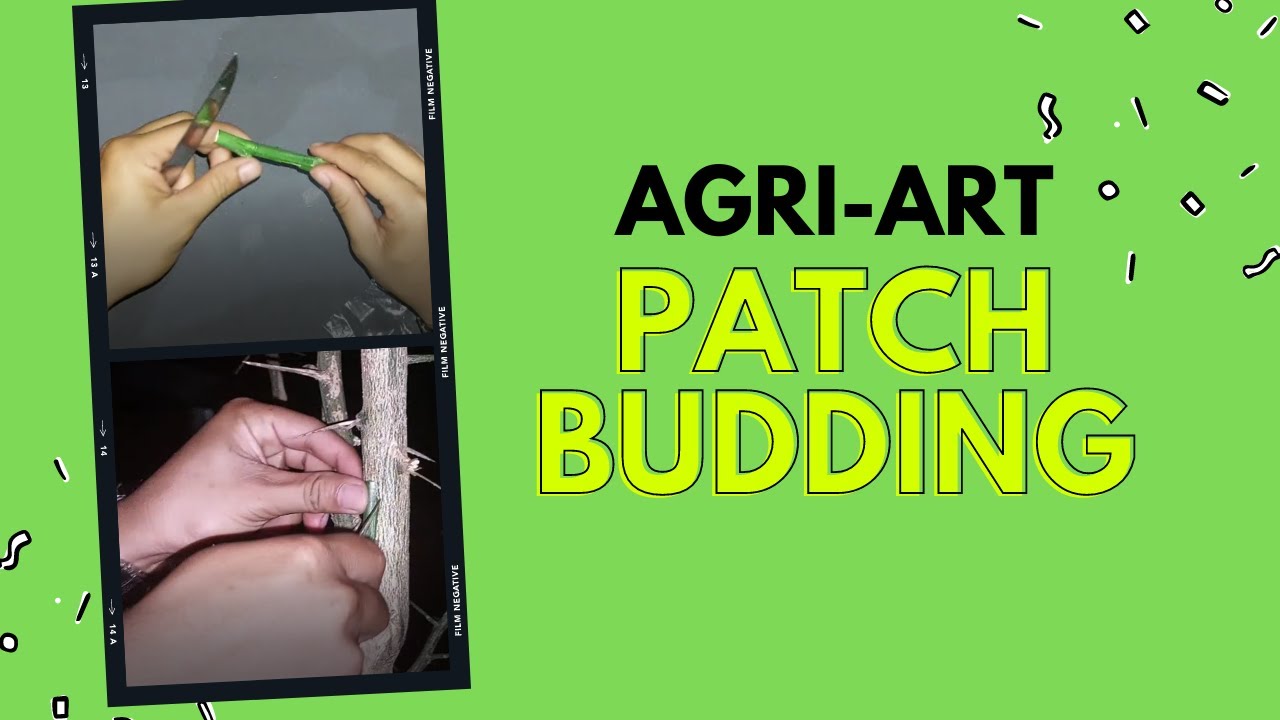 31. The Procedure of Doing Patch Bud - YouTube