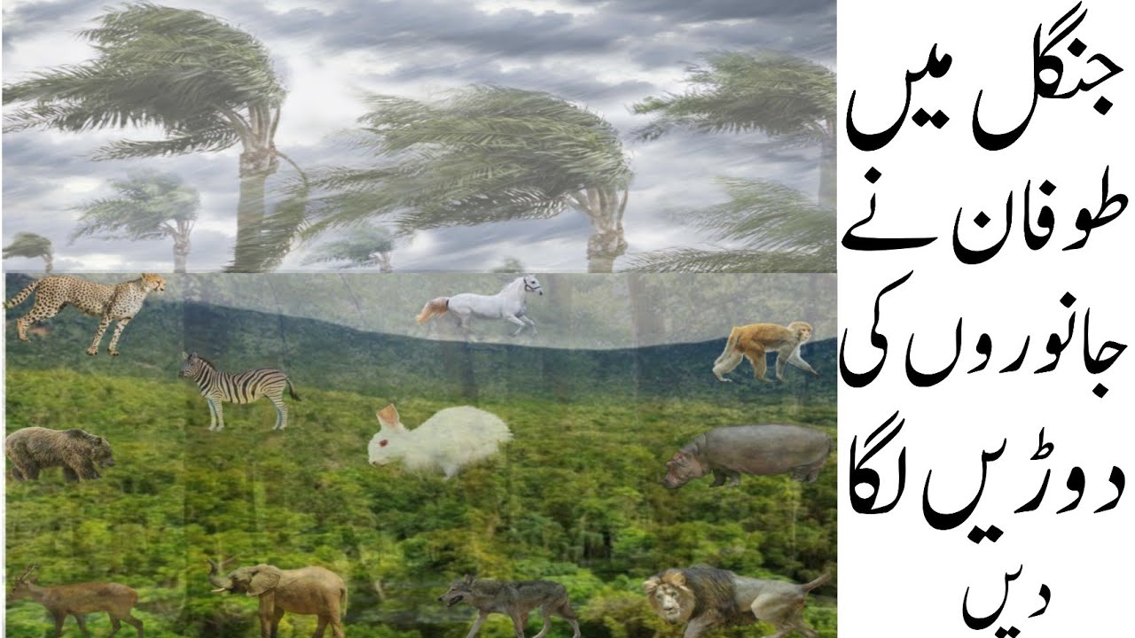 A Huge Storm Hits the Forest, Causing Animals to Scatter in Panic - YouTube