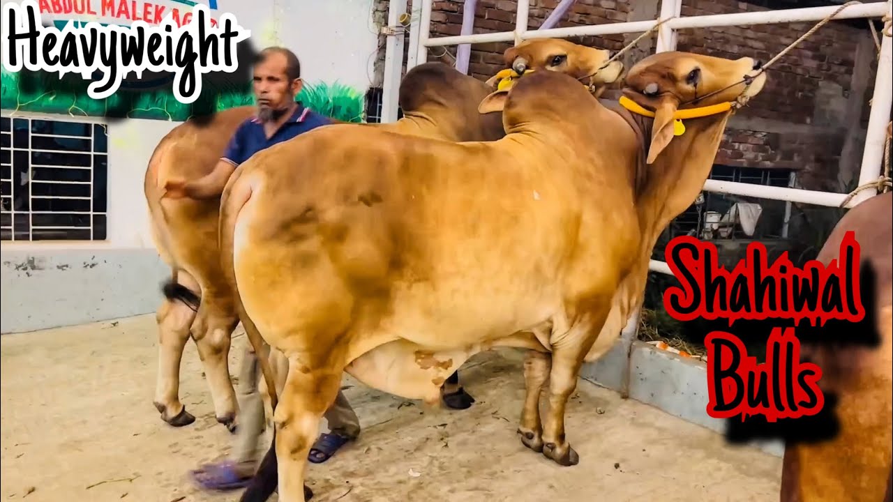All Heavyweight Hefty Shahiwal Cow Show Up | Abdul Malek Agro ...