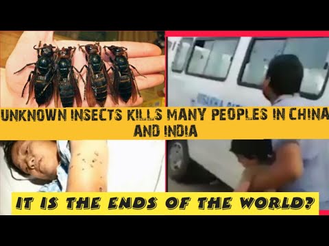 VIRAL VIDEO | KILLER INSECTS ATTACKING CHINA AND INDIA| IT IS THE END ...