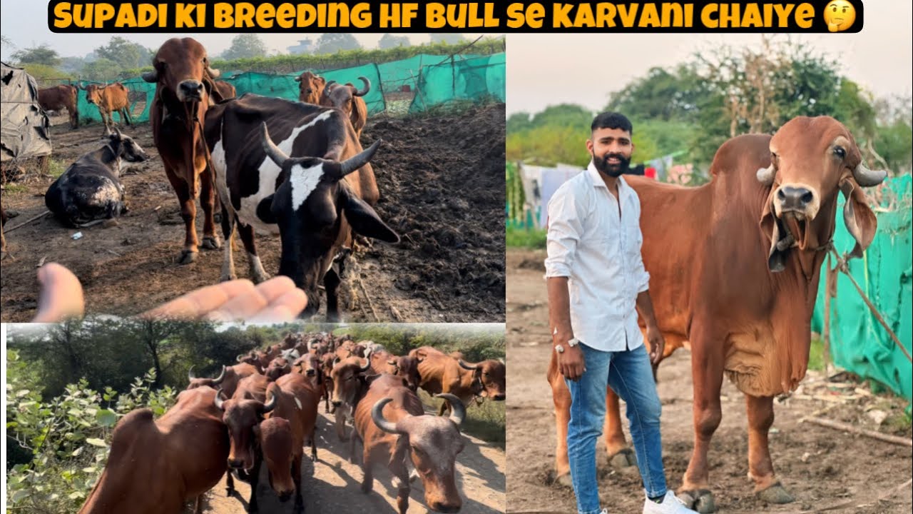 Supdi gaiye het pe aaye gi ab hf bull ya Geer bull 🤔 - YouTube