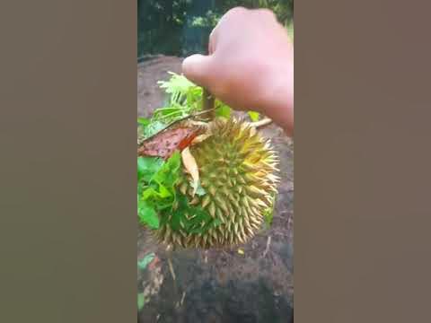 BELAH DURIAN LOKAL TERENAK TAHUN INI !! LUAR BIASA KUNING - YouTube