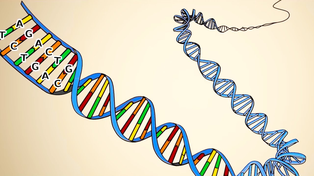 Hallmarks of Design in YOUR Genes! - YouTube