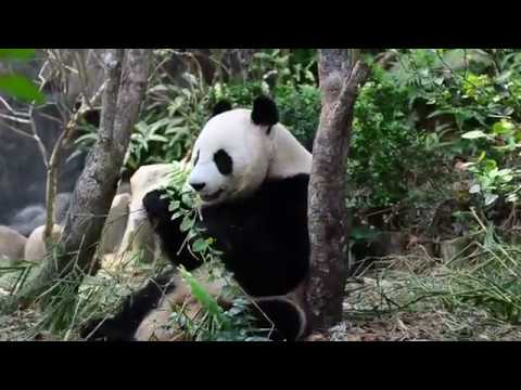 Crazy Animals Can Be Funny Kids at the Zoo Wild animals compilation ...