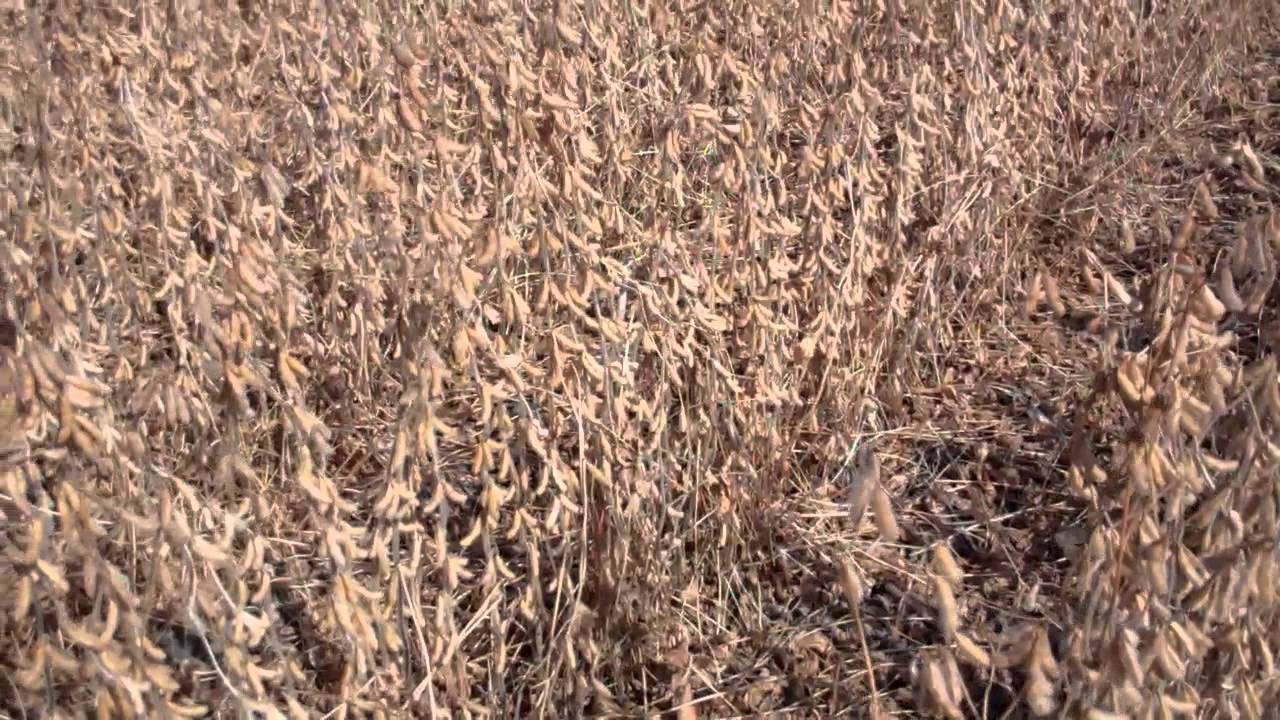 Big soybean harvest progress - YouTube